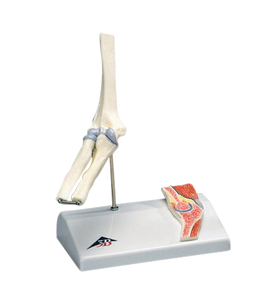 3B Scientific Anatomical Model - Mini elbow joint with cross section o ...