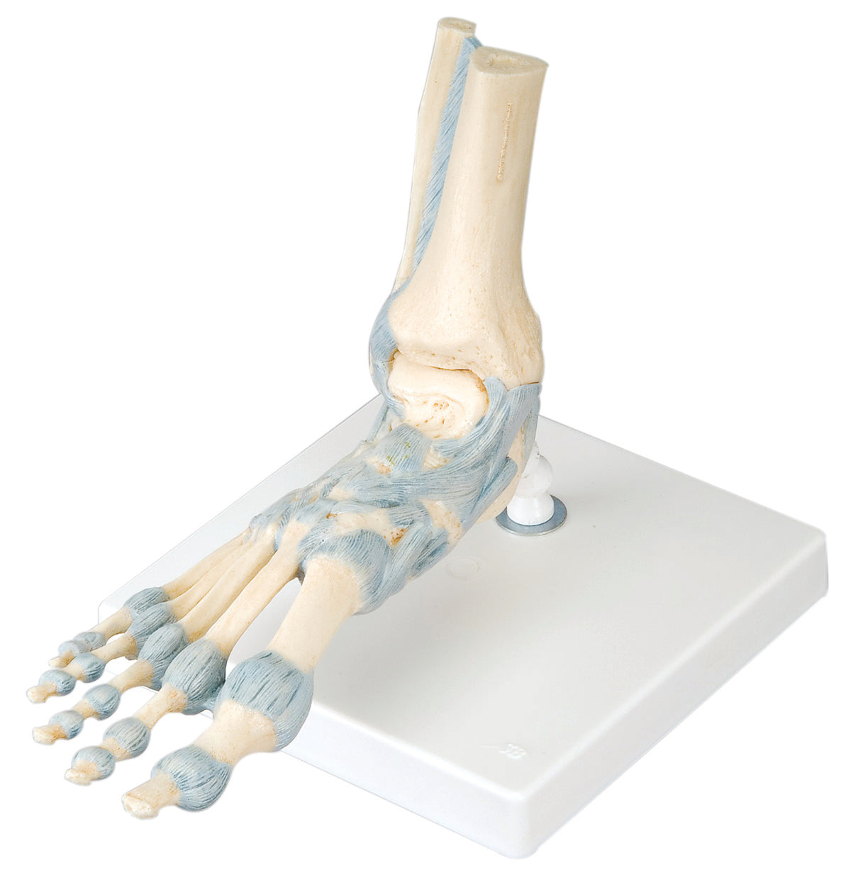 3B Scientific Anatomical Model - Foot skeleton — Rehab Ninja