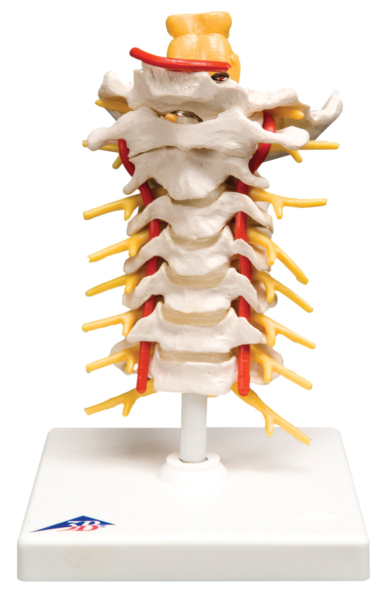 3B Scientific Anatomical Model - Spinal column — Rehab Ninja