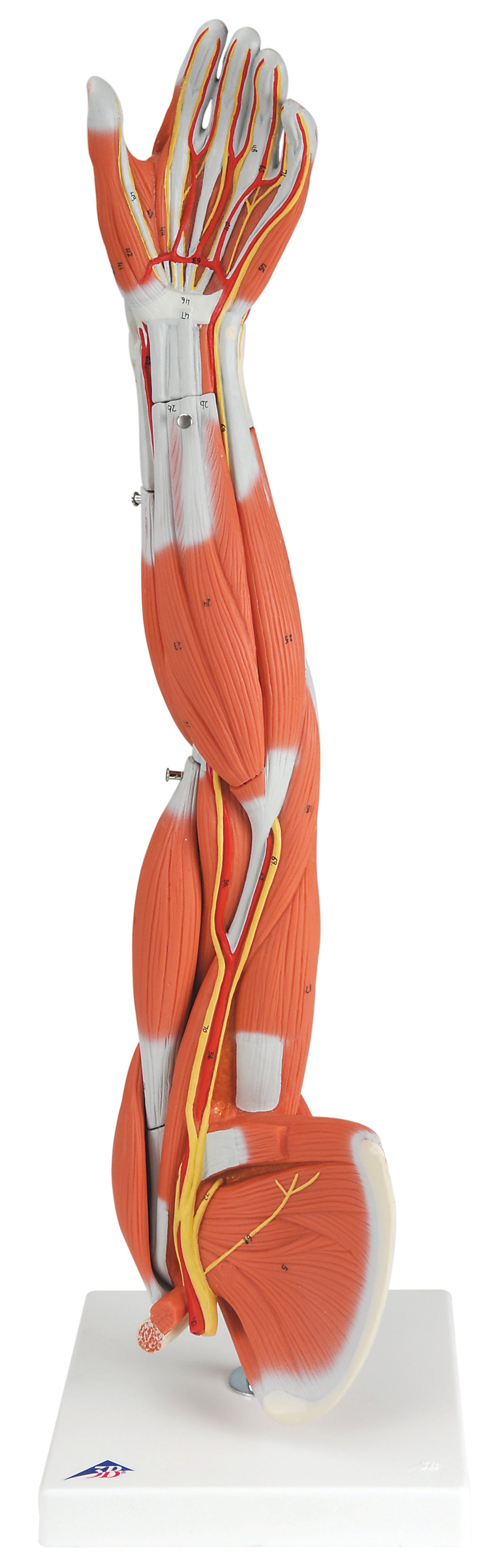 3B Scientific Anatomical Model - Arm Models — Rehab Ninja