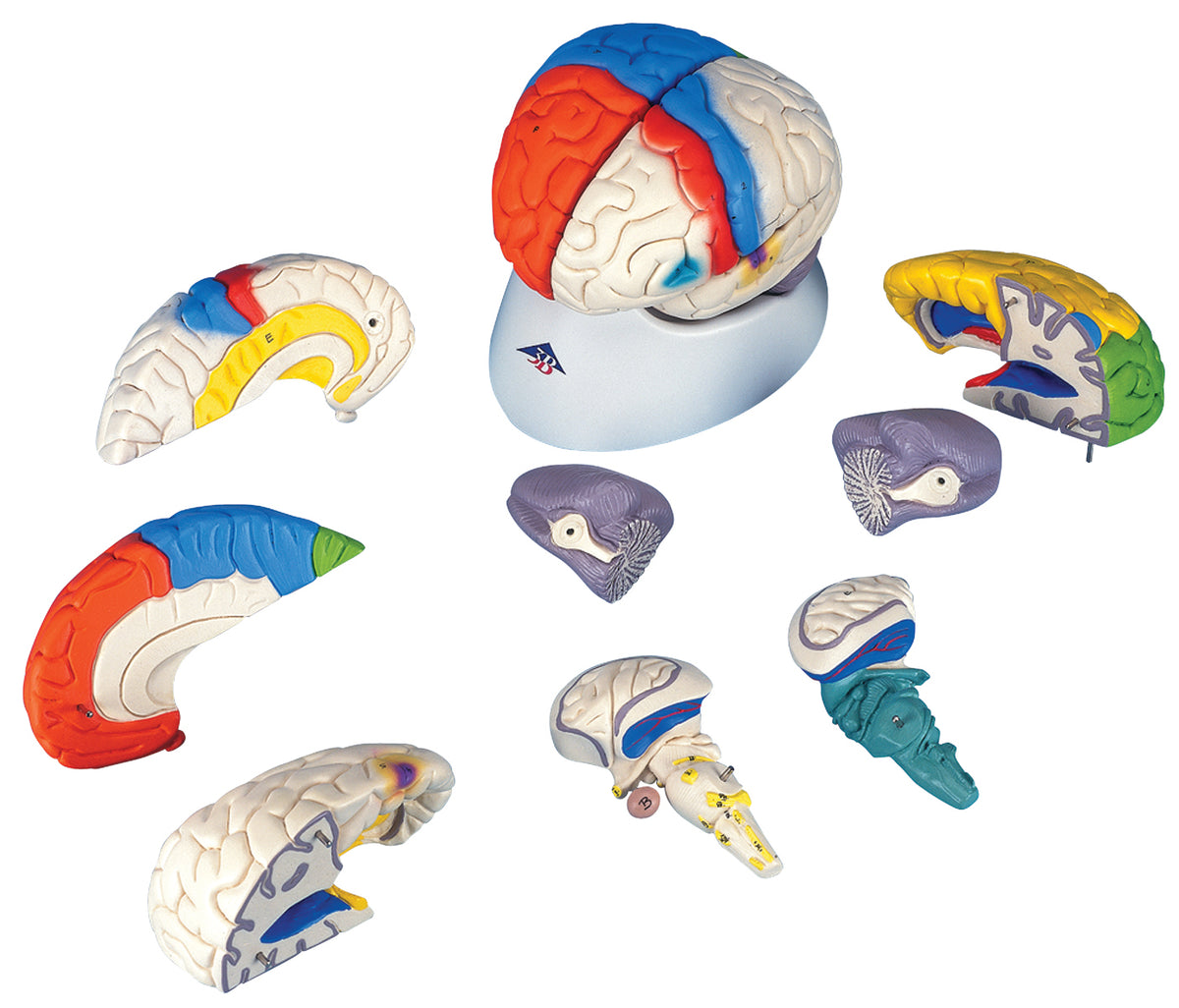 3B Scientific Anatomical Model - Brain Models — Rehab Ninja