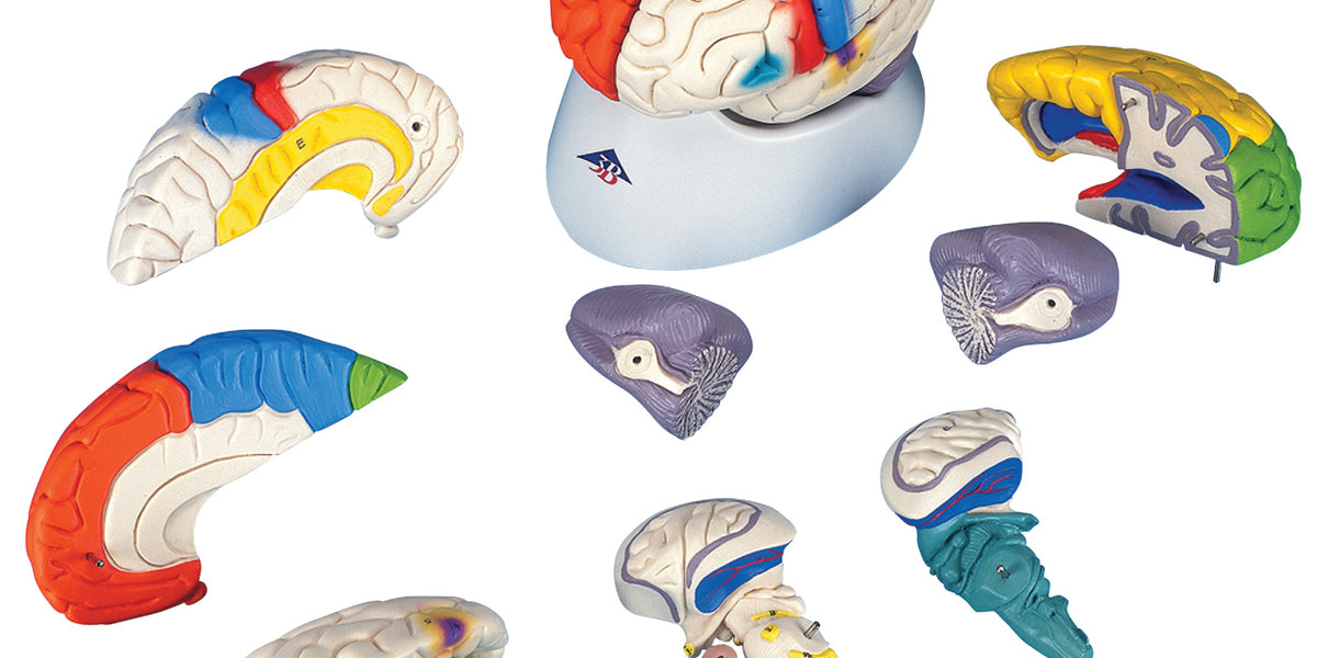 3B Scientific Anatomical Model - Brain Models — Rehab Ninja