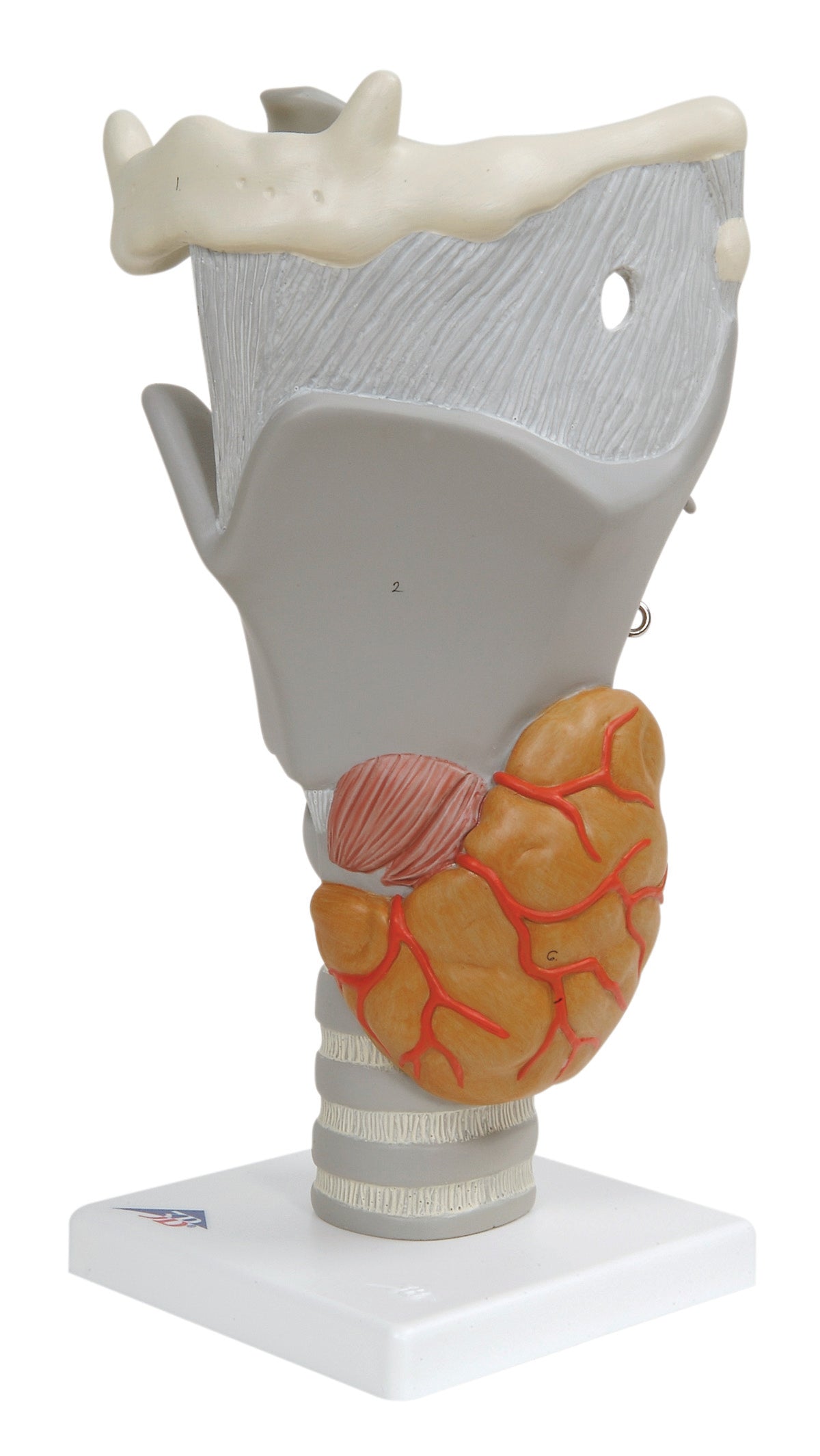 3B Scientific Anatomical Model - Larynx Models — Rehab Ninja